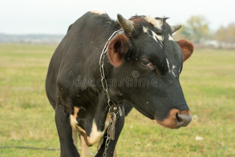 Baby Rabbit stock image. Image of bunny, happy, farm - 130417779