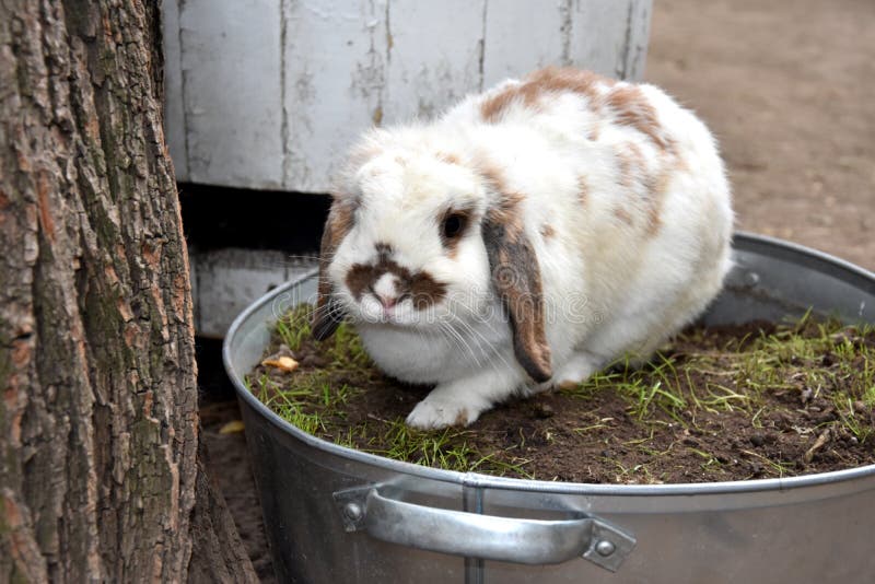 Baby Rabbit stock photo. Image of domestic, animal, cute - 100153100