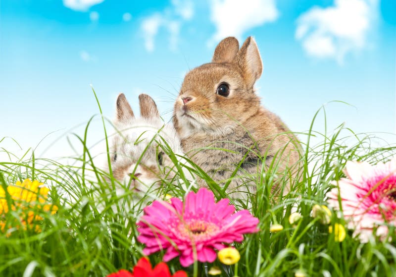Rabbit in the garden stock image. Image of sniff, curious - 54947289