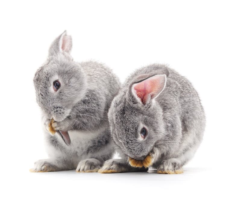 Two Baby Rabbits Isolated on White Stock Image - Image of group, furry ...
