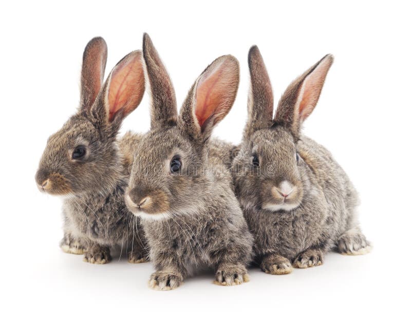 Baby Rabbits are Running Around Stock Image - Image of running, hair ...