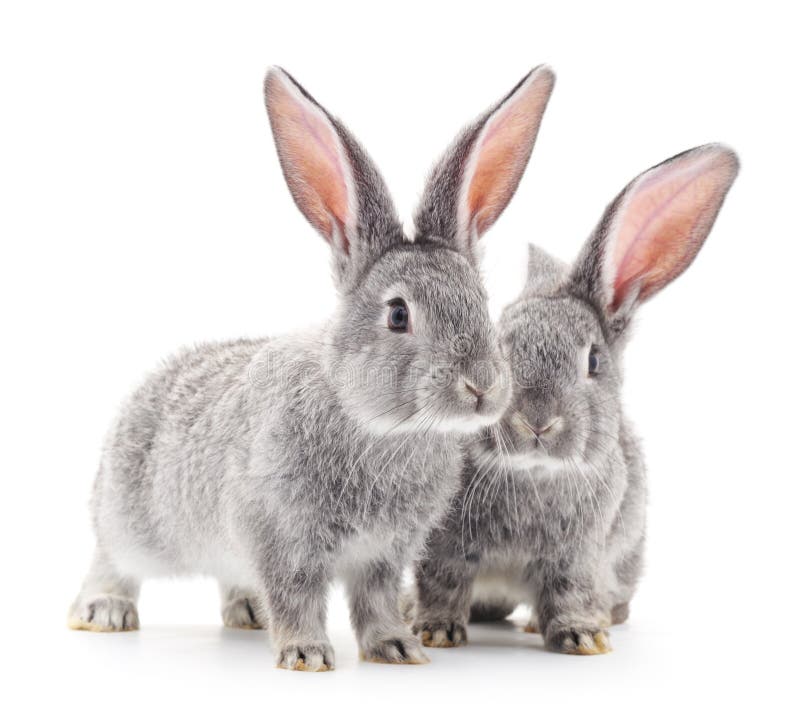 Baby Rabbits are Running Around Stock Image - Image of running, hair ...