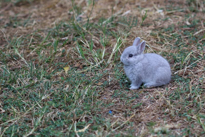 Baby Rabbits are Having Fun in the Grass Stock Image - Image of grass ...