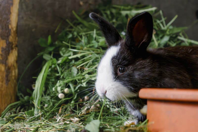 Baby Rabbits are Having Fun in the Grass Stock Image - Image of furry ...