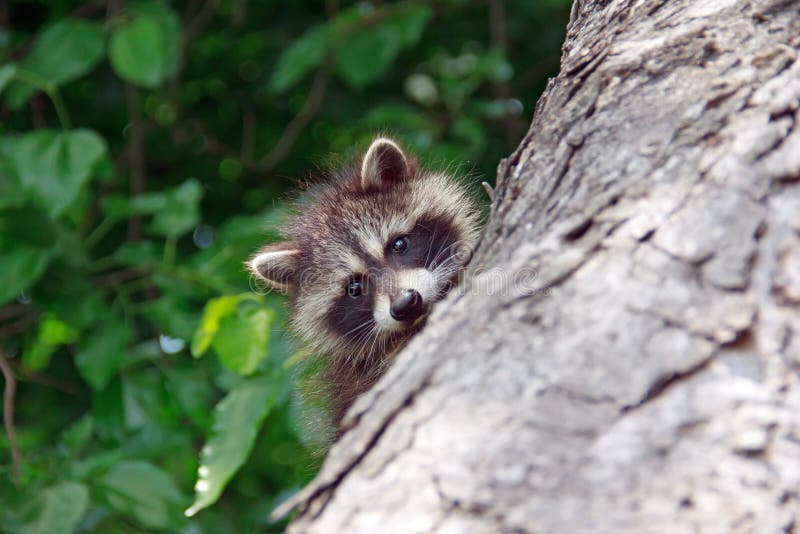 2,729 Baby Raccoon Stock Photos - Free & Royalty-Free Stock Photos from ...