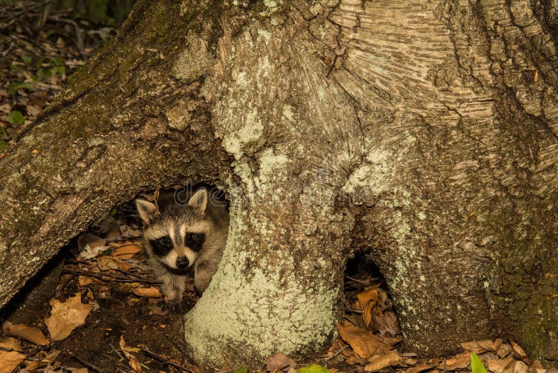 Baby Raccoon stock photo. Image of cautious, mammal, amusing - 71280320