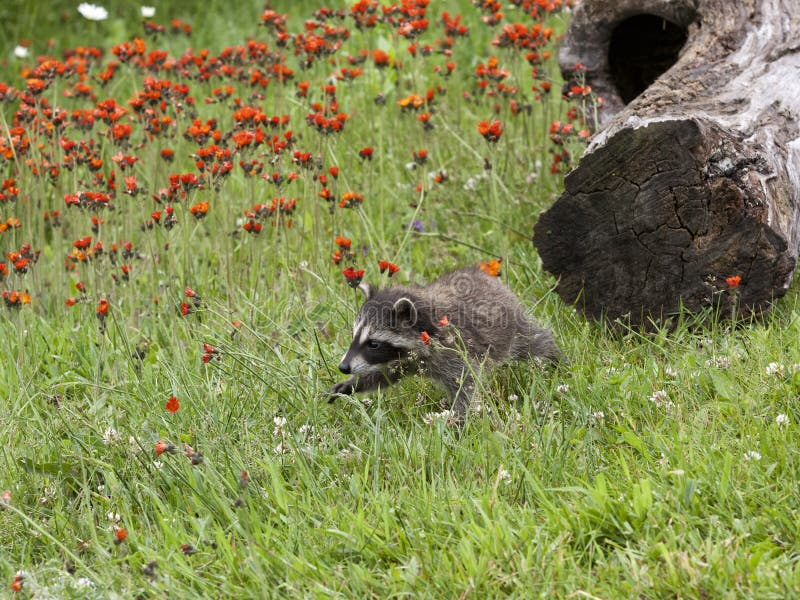 Baby Raccoon in Orange Wildflowers Stock Photo - Image of coon, procyon ...