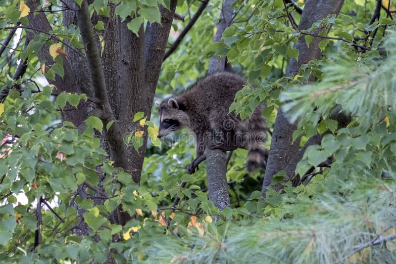Baby raccoon stock photo. Image of wild, tree, outdoor - 192606606