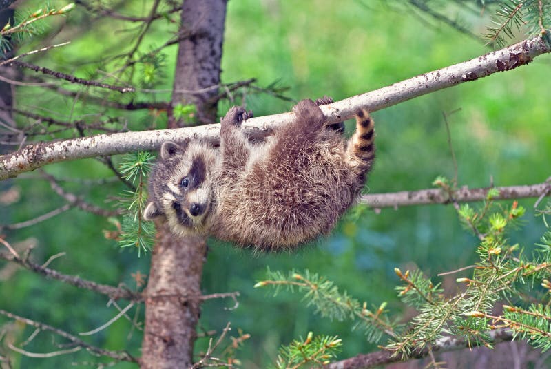 Raccoon stock image. Image of outdoors, nature, animal - 6217145
