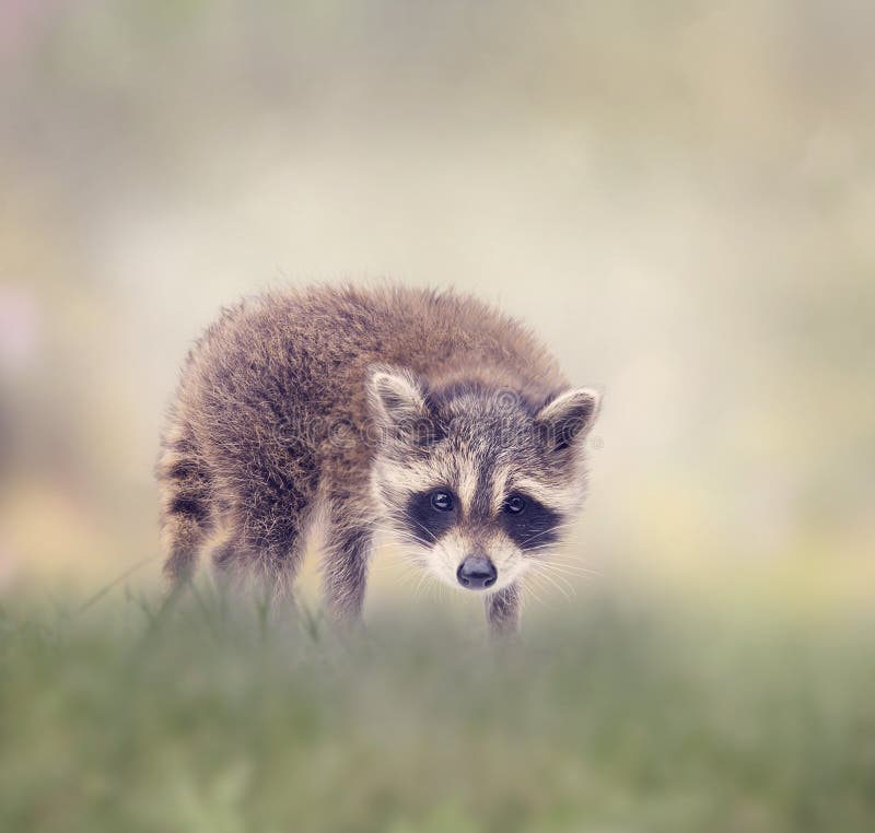 Baby Raccoon Walking in the Grass Stock Photo - Image of wildlife ...