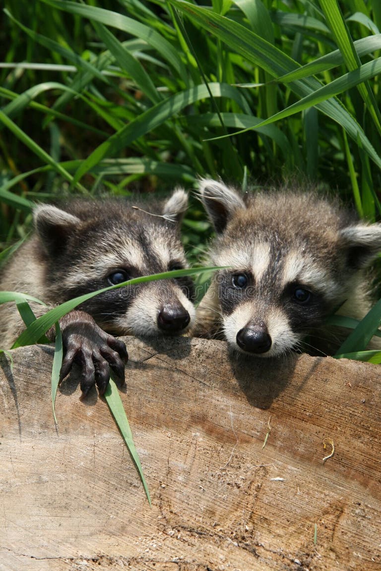 731 Baby Raccoons Stock Photos - Free & Royalty-Free Stock Photos from ...