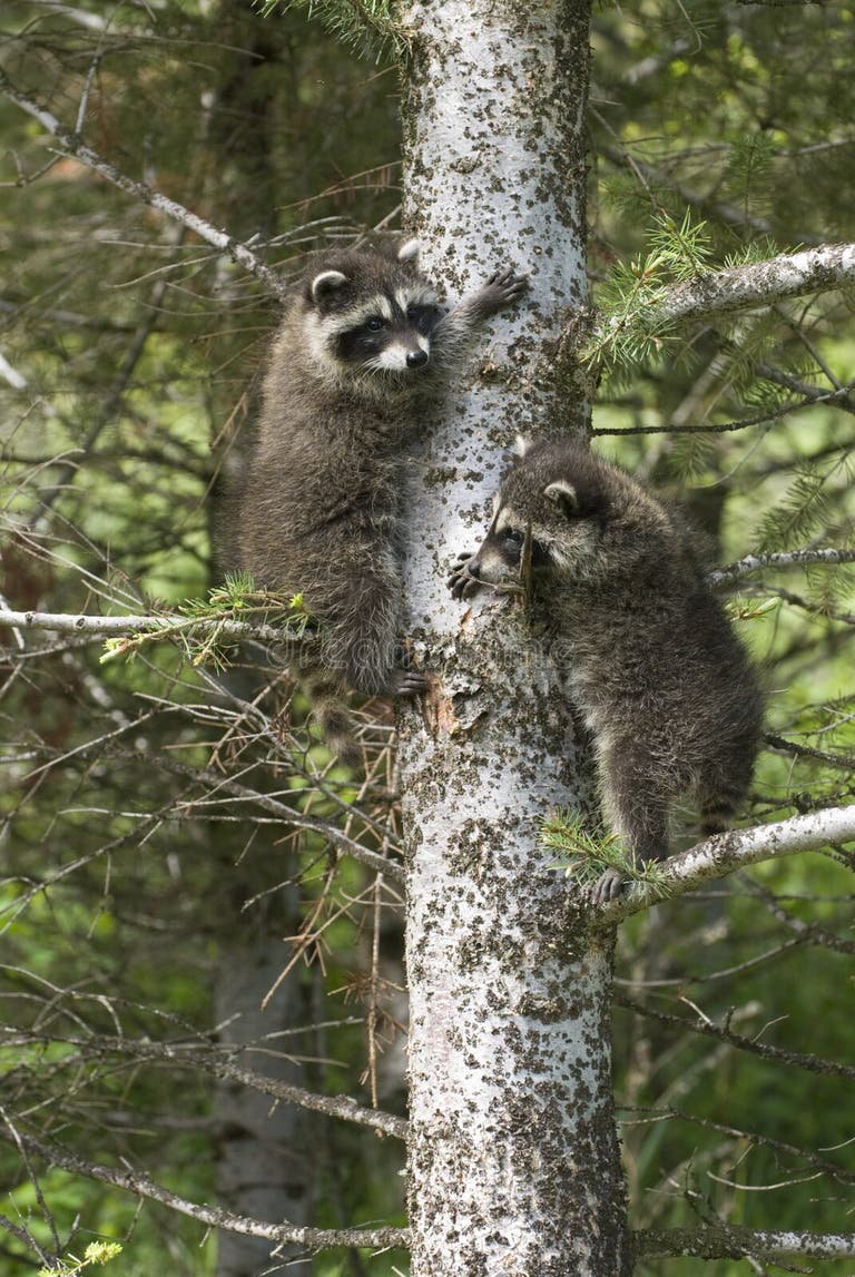 731 Baby Raccoons Stock Photos - Free & Royalty-Free Stock Photos from ...