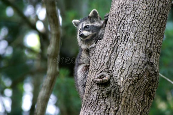1,614 Cute Baby Racoon Stock Photos - Free & Royalty-Free Stock Photos ...