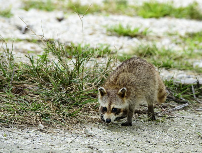 Baby Racoon stock photo. Image of black, white, brown - 66734520