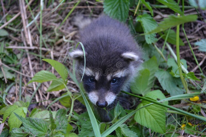 Baby Racoon stock image. Image of wild, canada, animal - 5169185