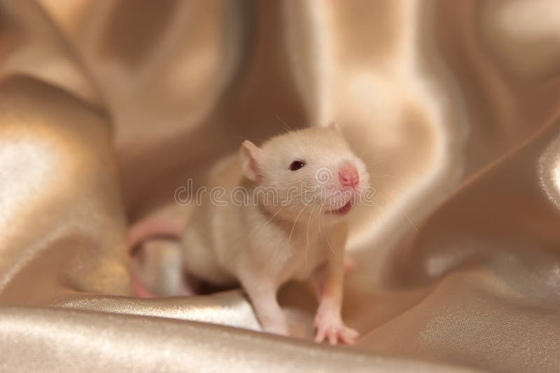Baby rat stock photo. Image of small, mouse, looking - 19051138
