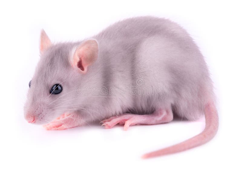 Pet Rat Grooming stock photo. Image of fluffy, clean - 11728062