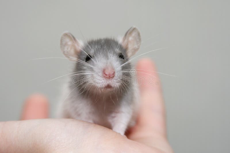 Gray Rats Large with a Cunning Look and Long Mustache Looks into the ...
