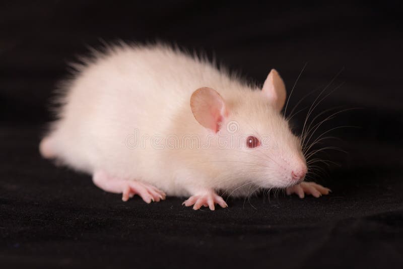 232 Baby Albino Rat Stock Photos - Free & Royalty-Free Stock Photos ...