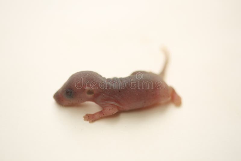 Baby rat stock photo. Image of animal, small, cute, young - 97536404