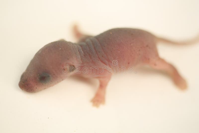 Baby rat stock photo. Image of hair, fluffy, young, studio - 97536480
