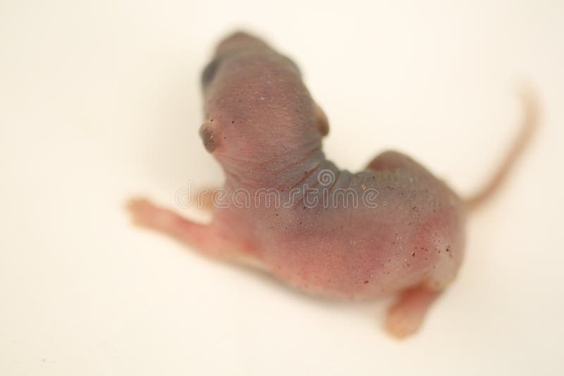 Baby rat stock image. Image of baby, fluffy, sleeping - 97536481