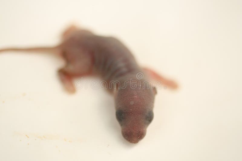 Baby rat stock photo. Image of young, studio, wildlife - 97536560