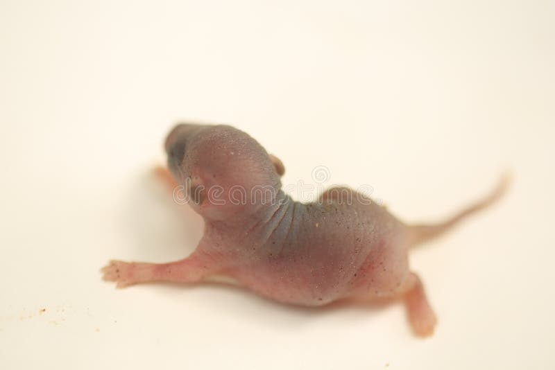 Baby rat stock image. Image of white, little, gray, small - 97536567