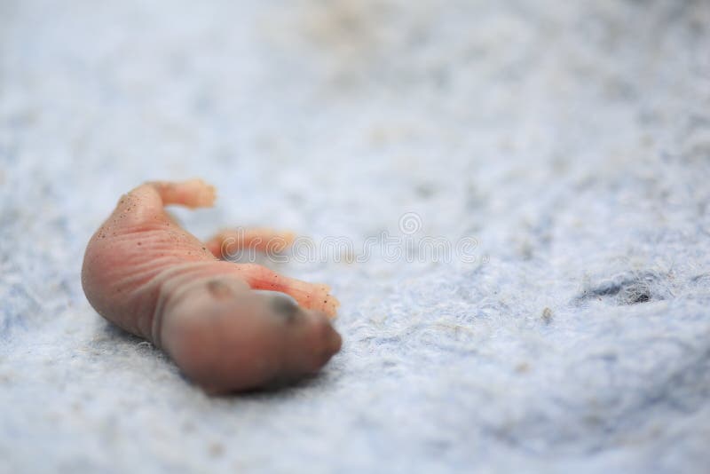 Baby rat stock photo. Image of rodents, animals, little - 97536742