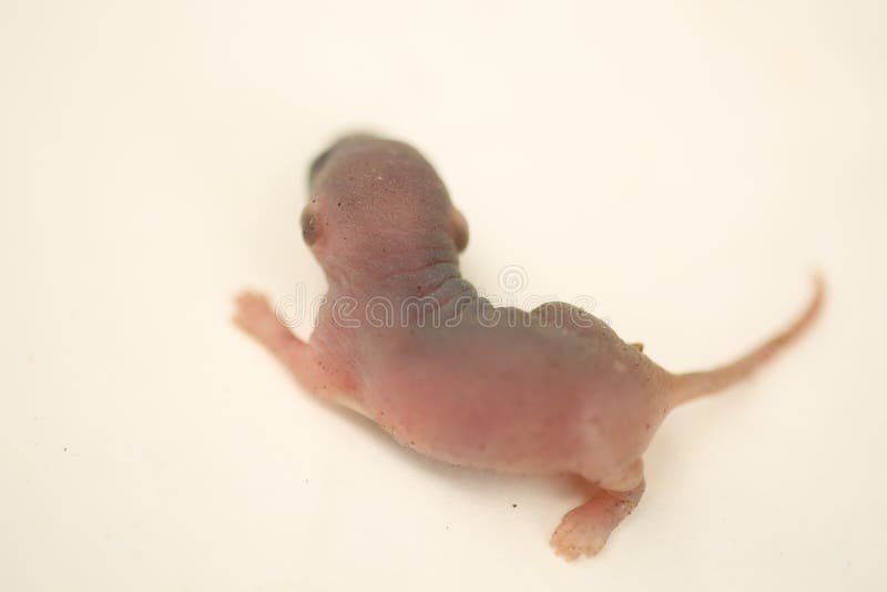 Baby rat stock photo. Image of rodents, cute, mammals - 97536816