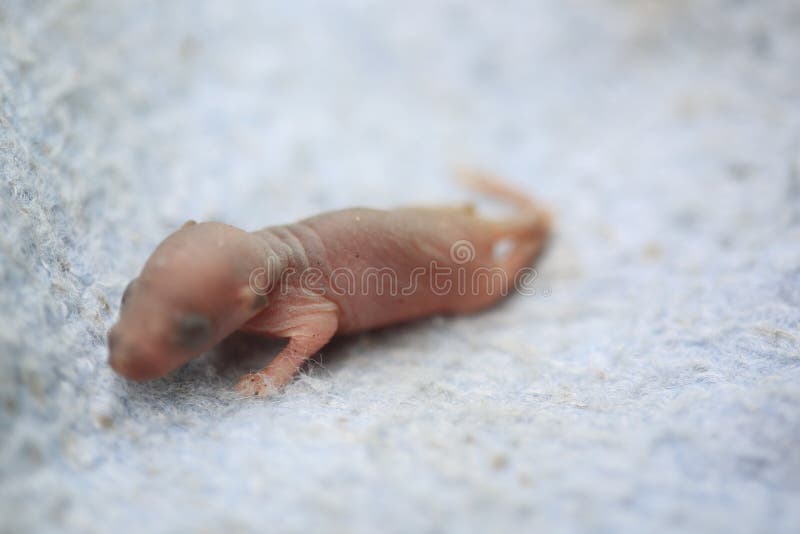 Baby rat stock image. Image of furry, wildlife, baby - 97536891