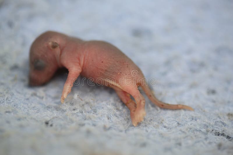 Baby rat stock photo. Image of small, furry, newborn - 97537046