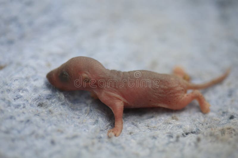 Baby rat stock image. Image of hair, baby, newborn, rodent - 97537073