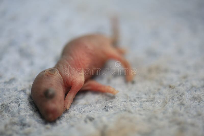 Baby rat stock image. Image of sleeping, newborn, rodents - 97537243