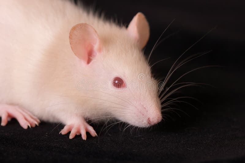 232 Baby Albino Rat Stock Photos - Free & Royalty-Free Stock Photos ...