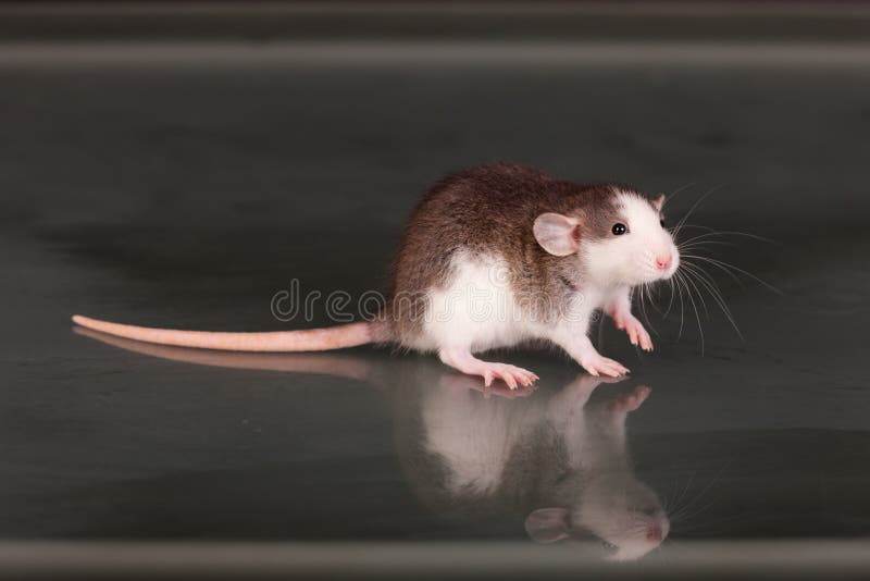 Rat on a glass table stock photo. Image of pets, fluffy - 178657382