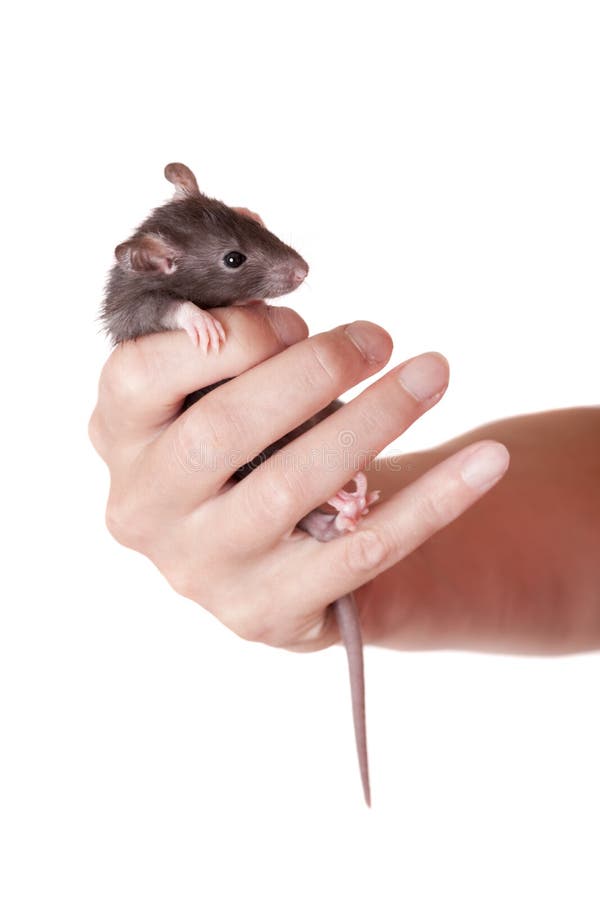 754 Baby Rat Hand Stock Photos - Free & Royalty-Free Stock Photos from ...