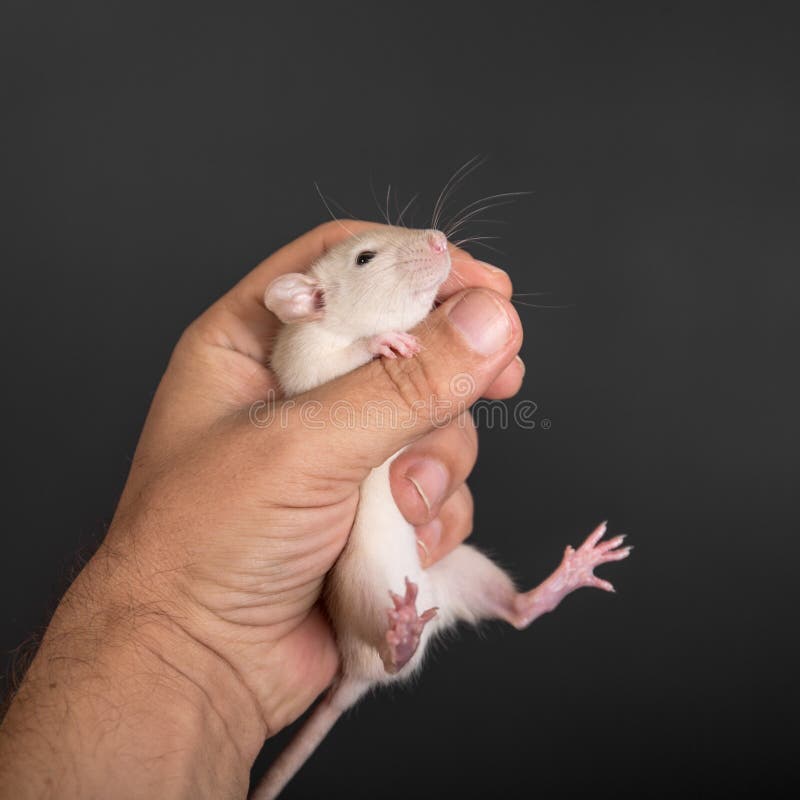 Baby rat in hand stock photo. Image of closeup, macro - 60235412