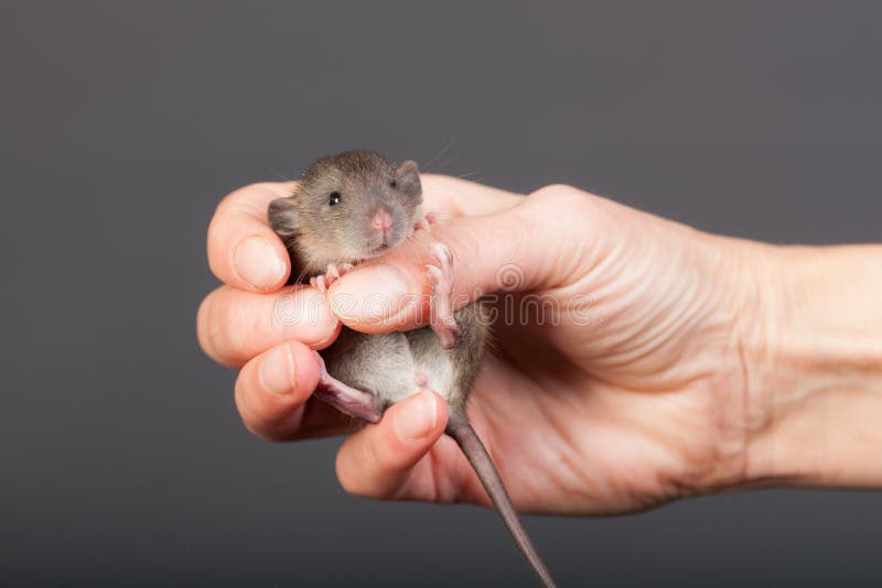 754 Baby Rat Hand Stock Photos - Free & Royalty-Free Stock Photos from ...