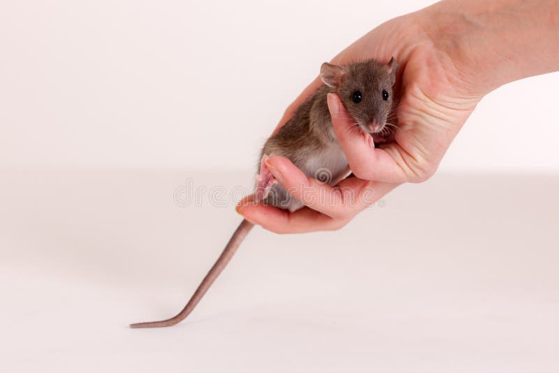 Rat in a hand stock photo. Image of human, friendship - 24995772
