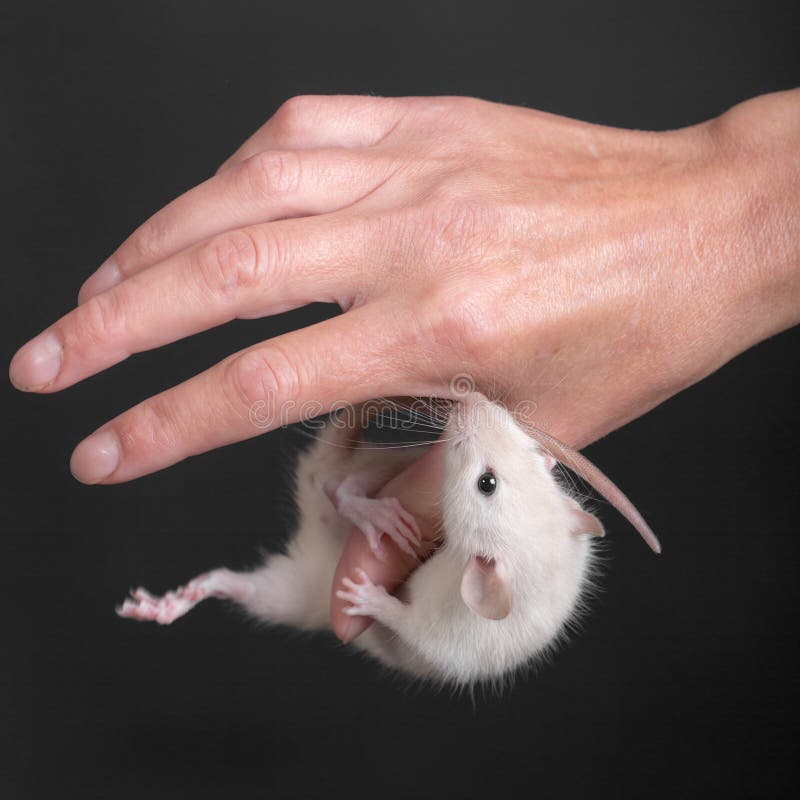 Baby Rat Hanging on the Thumb Stock Photo - Image of mammals, tail ...