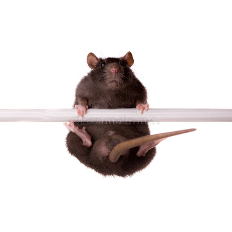 Rat on a horizontal bar stock image. Image of small, funny - 11673617