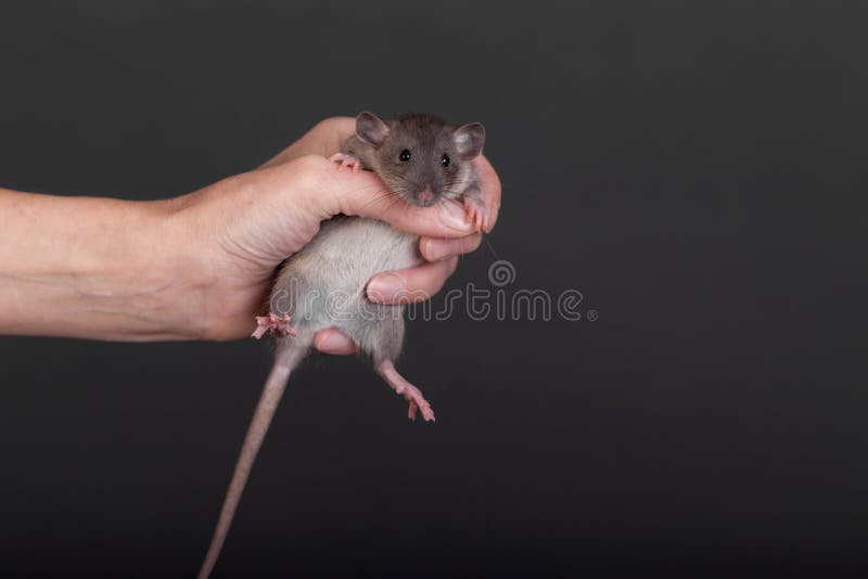 Baby rat in human hand stock photo. Image of fluffy - 259278512