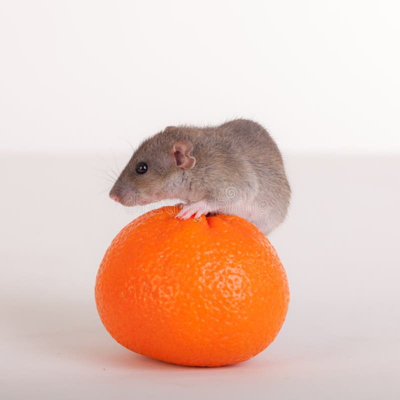 Baby rat with orange stock image. Image of orange, closeup - 227046553