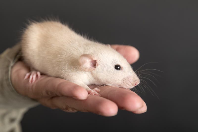 312 Rat Palm Photos - Free & Royalty-Free Stock Photos from Dreamstime