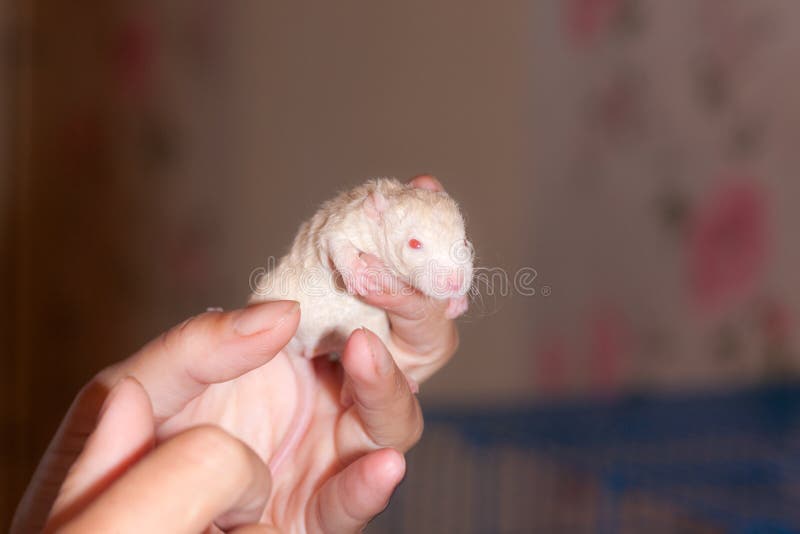 232 Baby Albino Rat Stock Photos - Free & Royalty-Free Stock Photos ...
