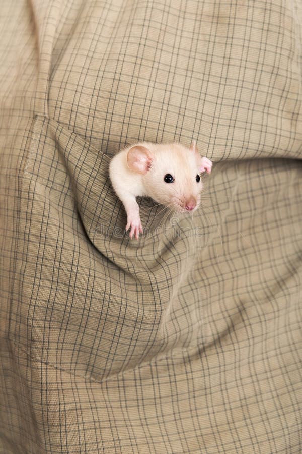 Baby rat in a shirt pocket stock image. Image of domestic - 59862435