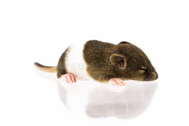 Baby rat sleepy stock image. Image of close, funny, macro - 53854167