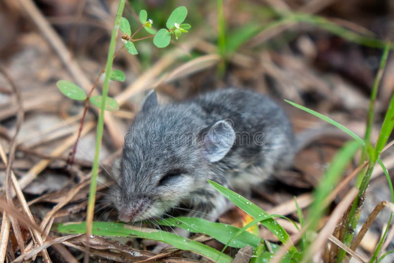Baby Rat in the Woods in Blue Spring State Park Florida Stock Photo ...