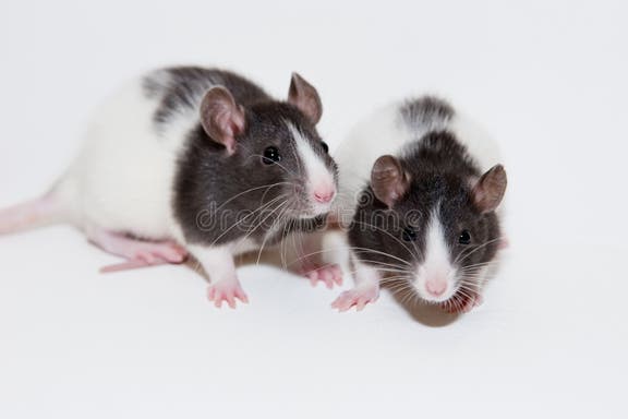 Baby rats stock image. Image of rats, white, fluffy, mouse - 19244195